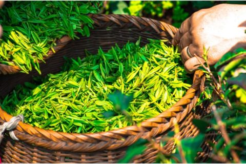 Best Green Tea for PCOS: Benefits | Matcha vs. Loose Leaf | How to Use