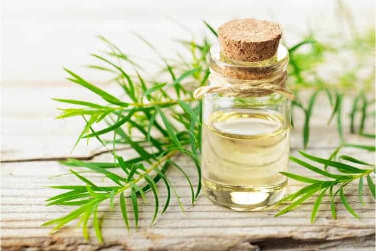 How To Use Tea Tree Oil In Your Skin Care Routine (No More Blemishes!)